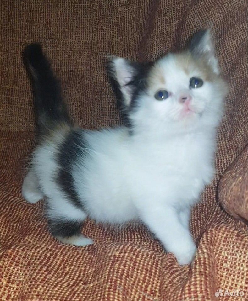 Кошечка милашка