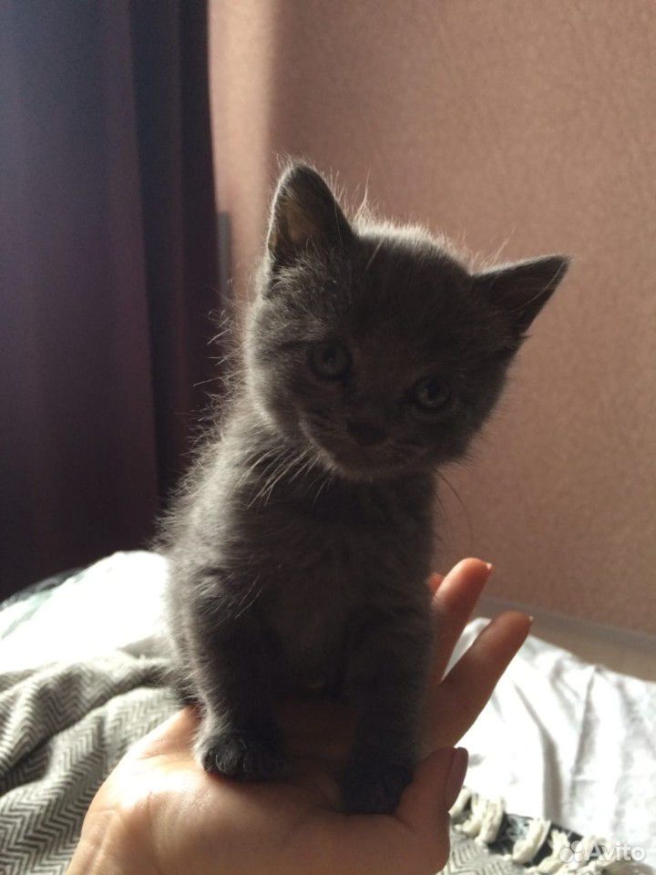 Кошка