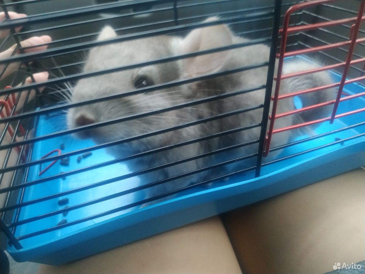 Шиншилла 2 мес