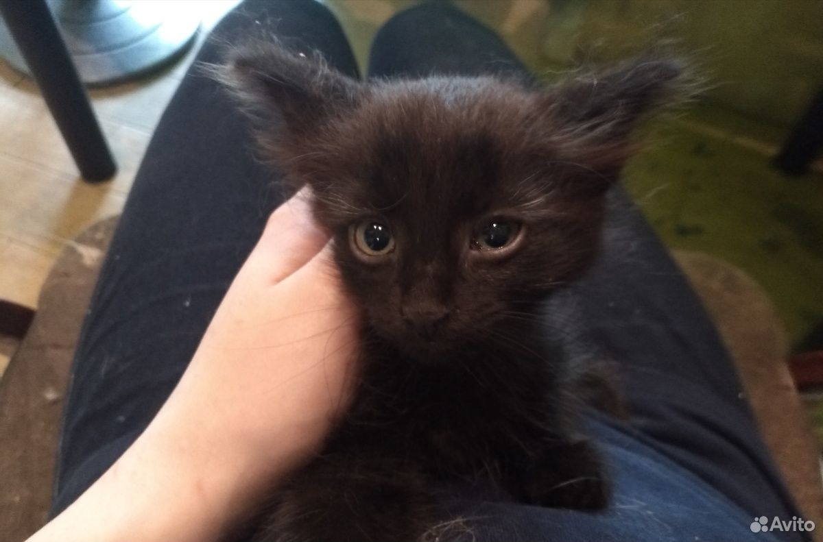 Котенок Чуппи, мальчик, 2 месяца. Бесплатно