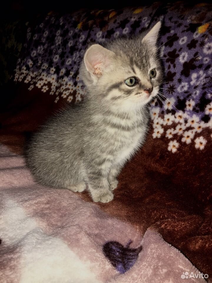 Котята