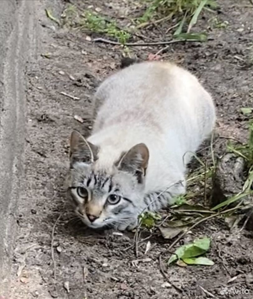 Кошка подросток, 7 мес