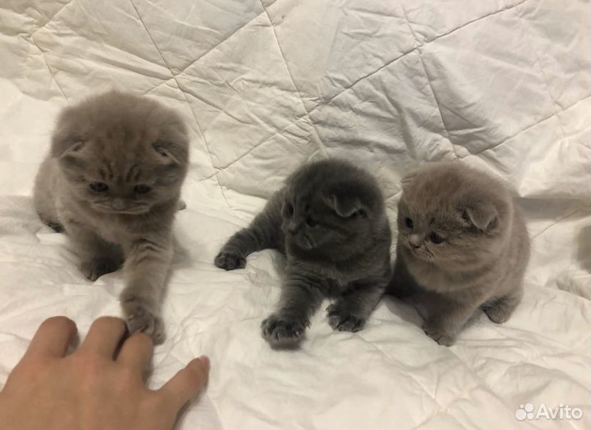 Шотландская