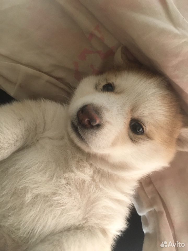 Щенки маламута и лайки