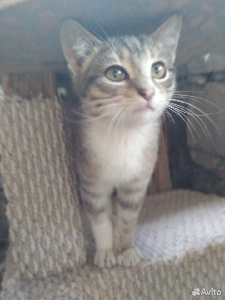 Котик ищет новую семью