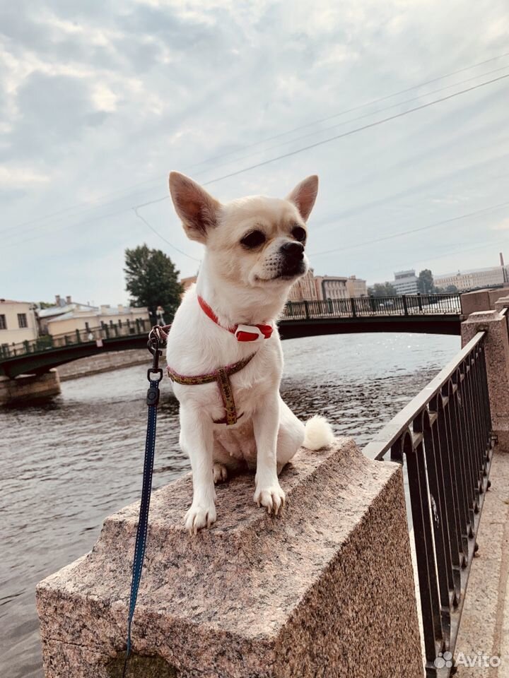 Сучка для случки