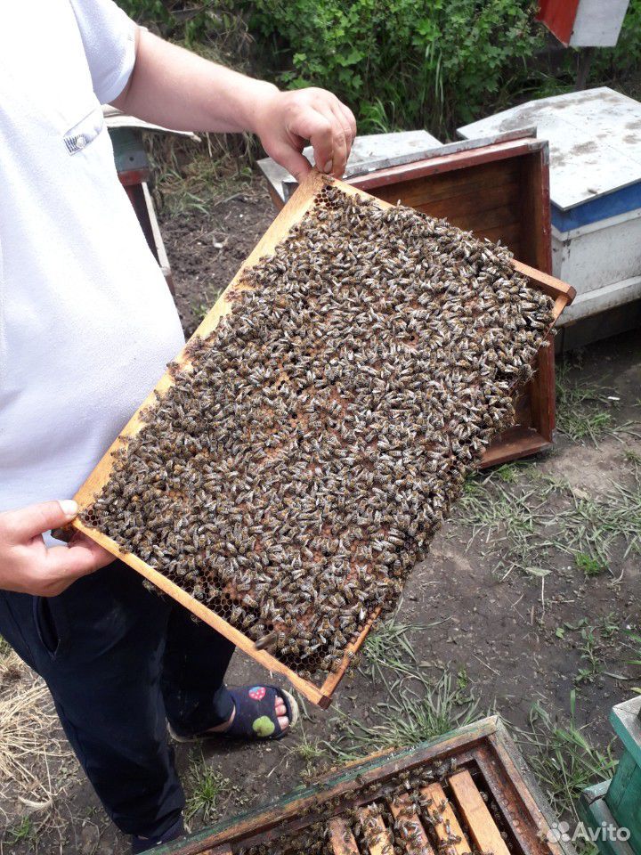 Пчёлы, матки