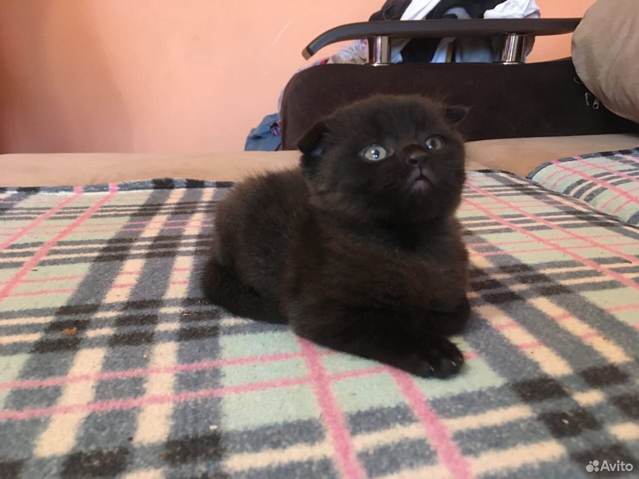 Продаются котята