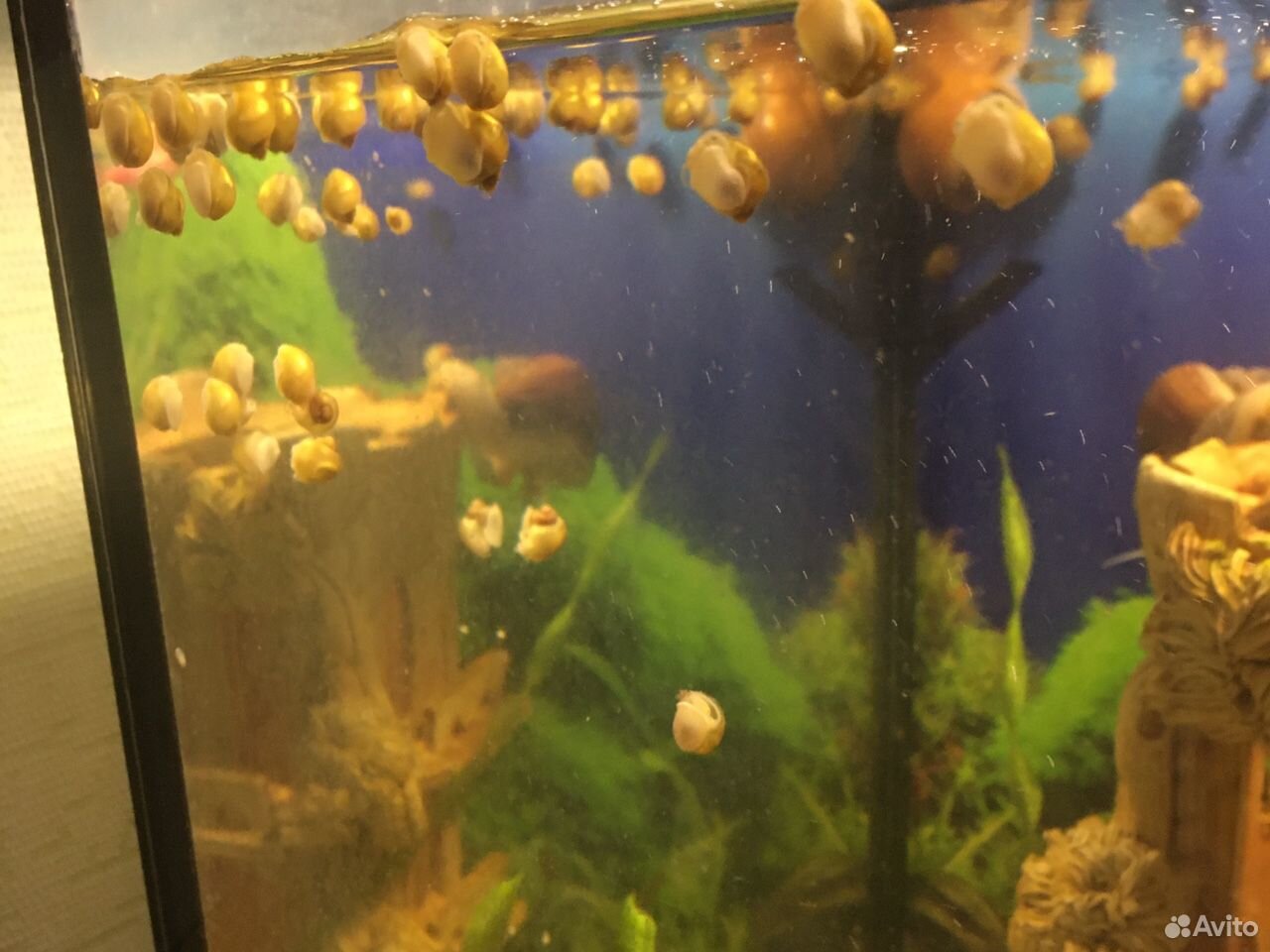 Улитки ампулярии