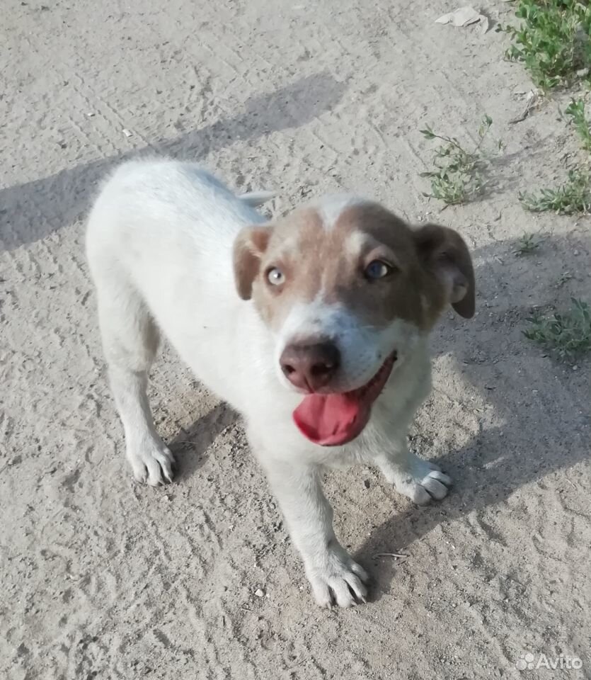 Майло ищет дом