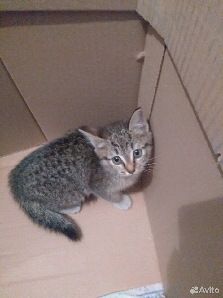 Лохматый котенок