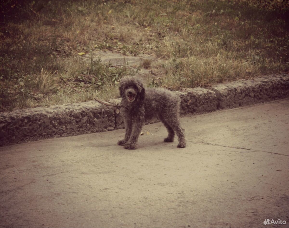 Ищу щенка пуделя