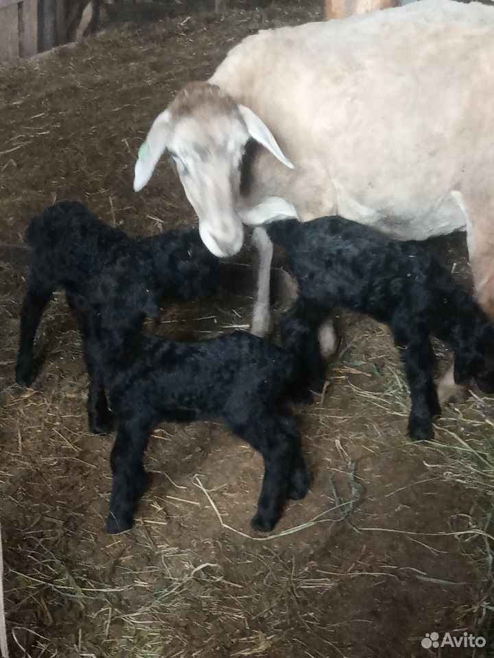 Овца с ягненком