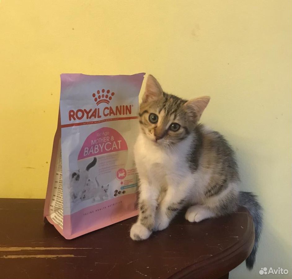 Кроха тигрёнок лучший ребенок