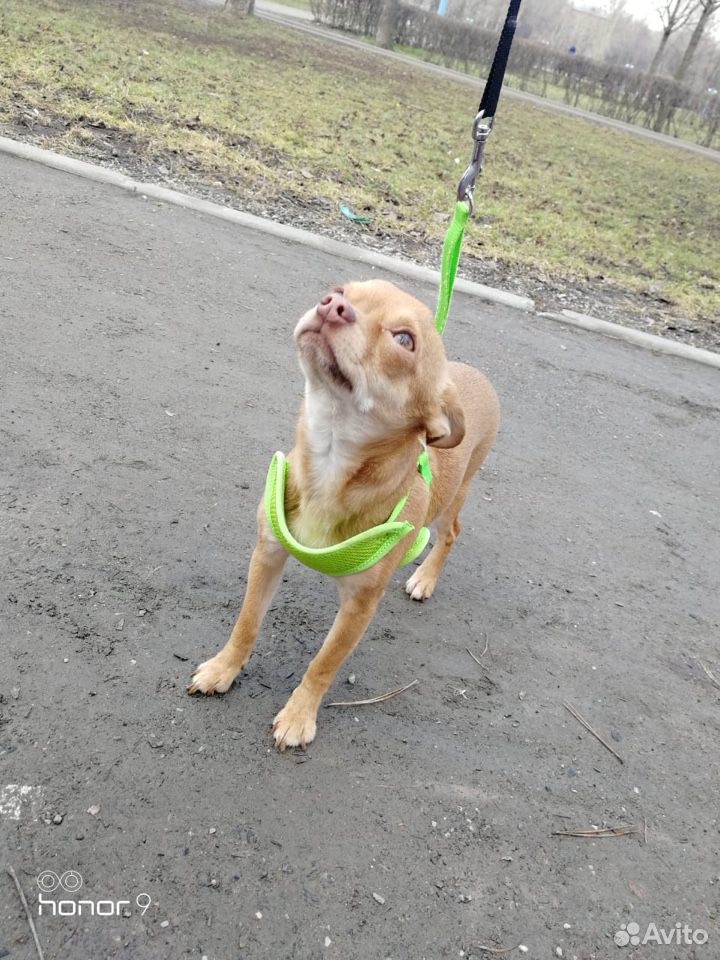 Собака
