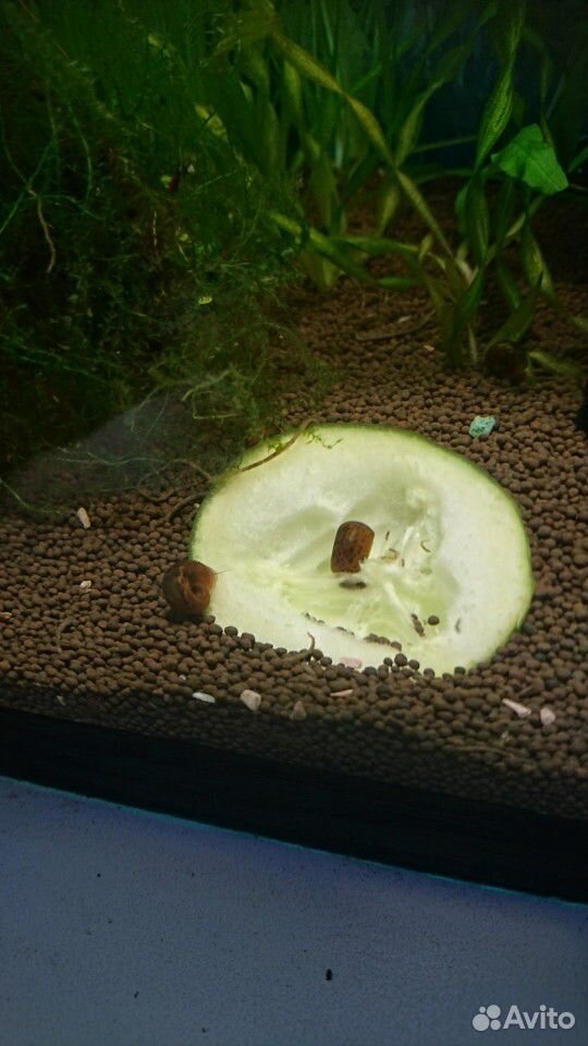 Улитки аквариумные