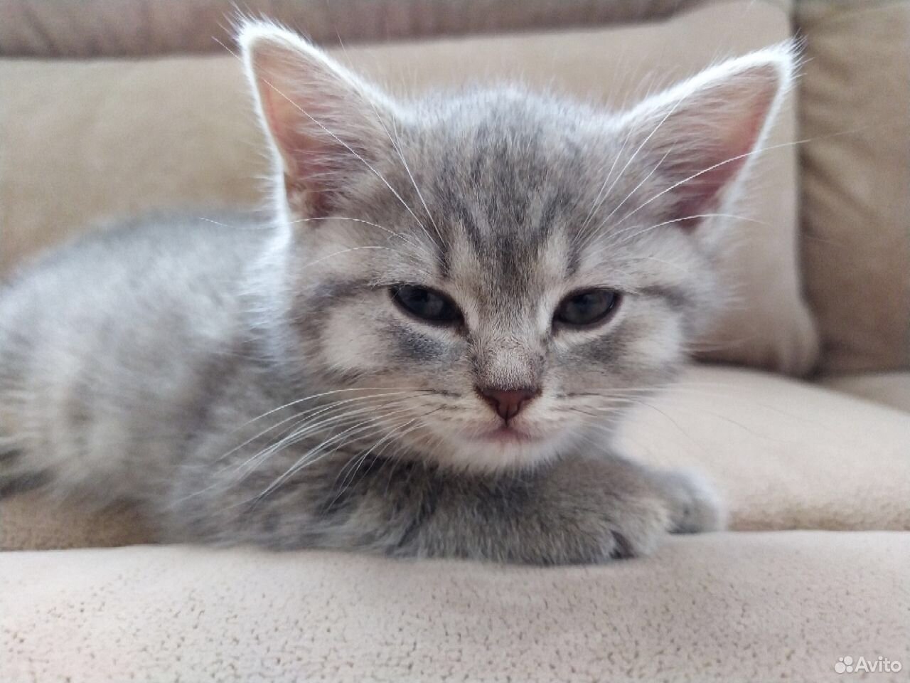 Котёнок британец