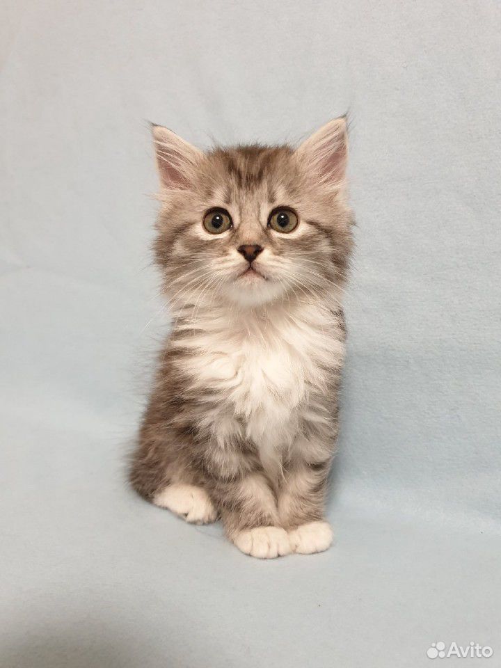 Невероятная симпатяжка ищет дом. Котенок 1,5 месяц