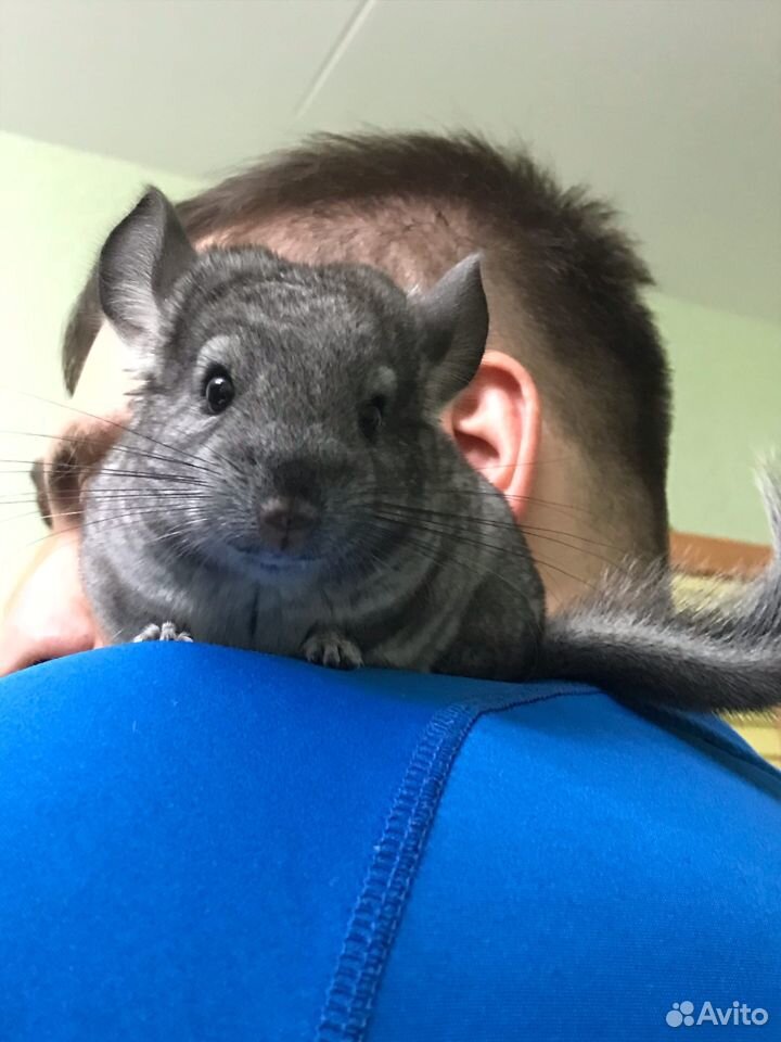 Ручная Шиншилла