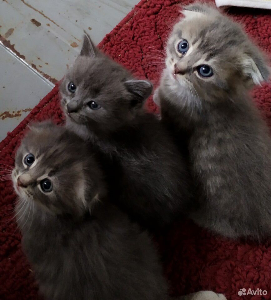 Котята веслоухие