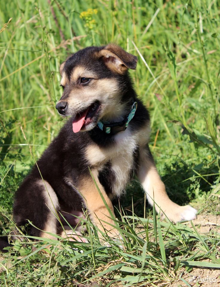 Щенок Мальчик Техас