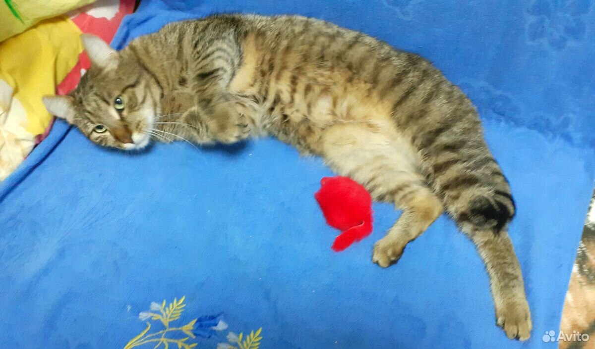 Самый ласковый и преданный молодой котик