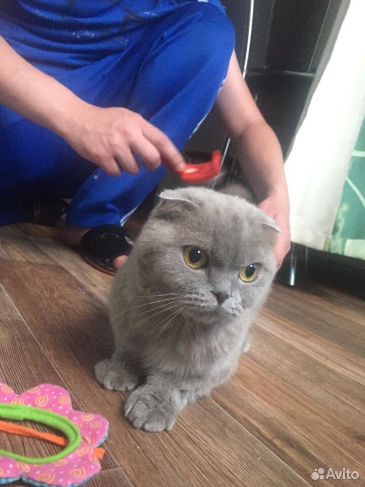 Шотландская вислоухая кошка