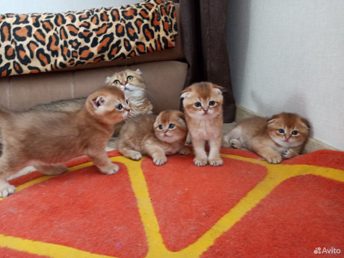 Продаются котята Победители