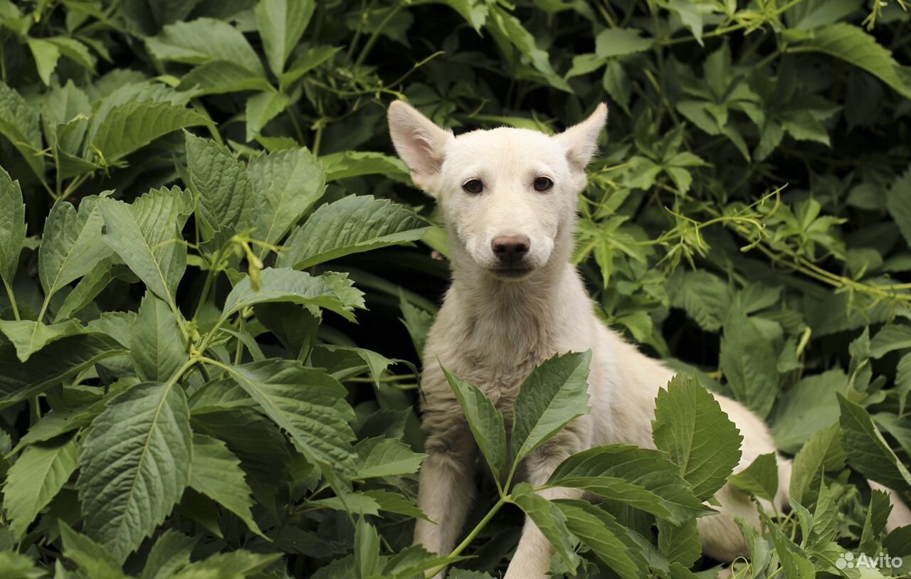 Щенок в добрые и ответственные руки