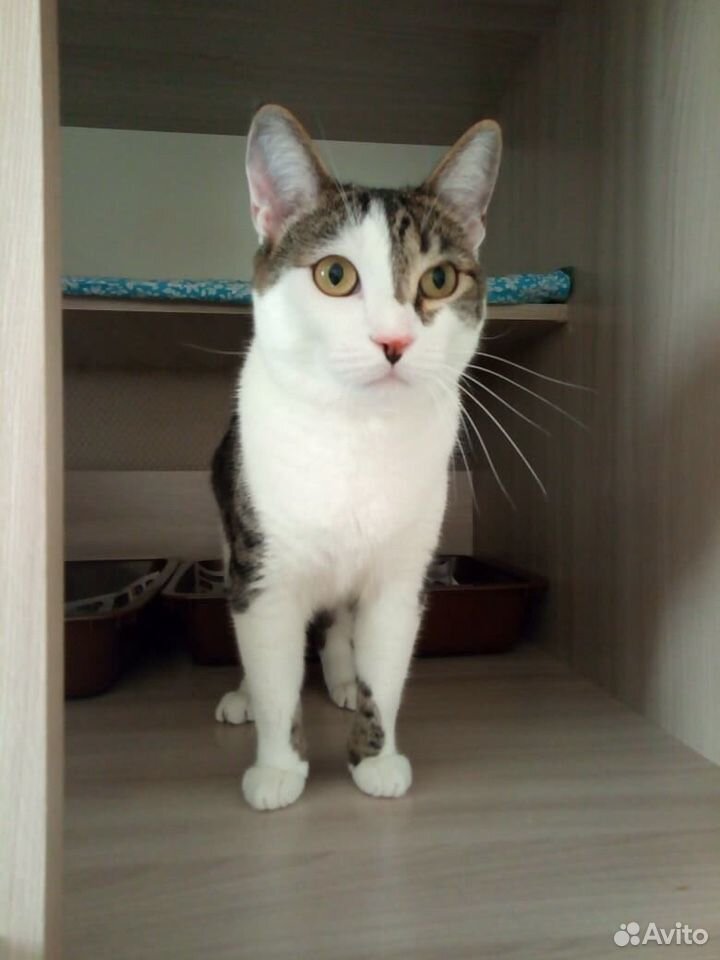 Кот молодой бесплатно