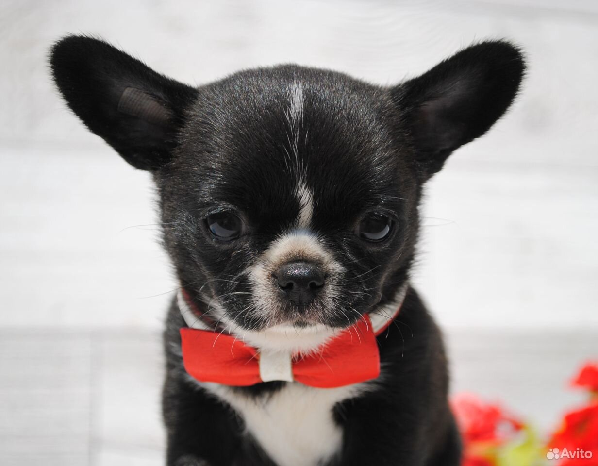 Чёрная Пантера