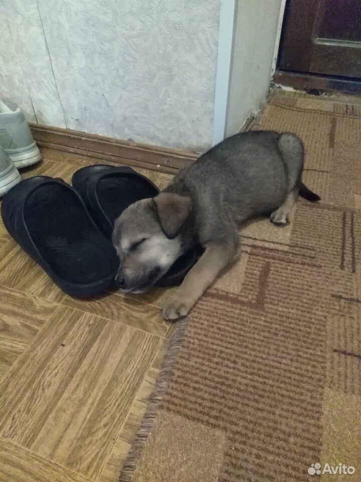 Щеночек девочка будет небольшая