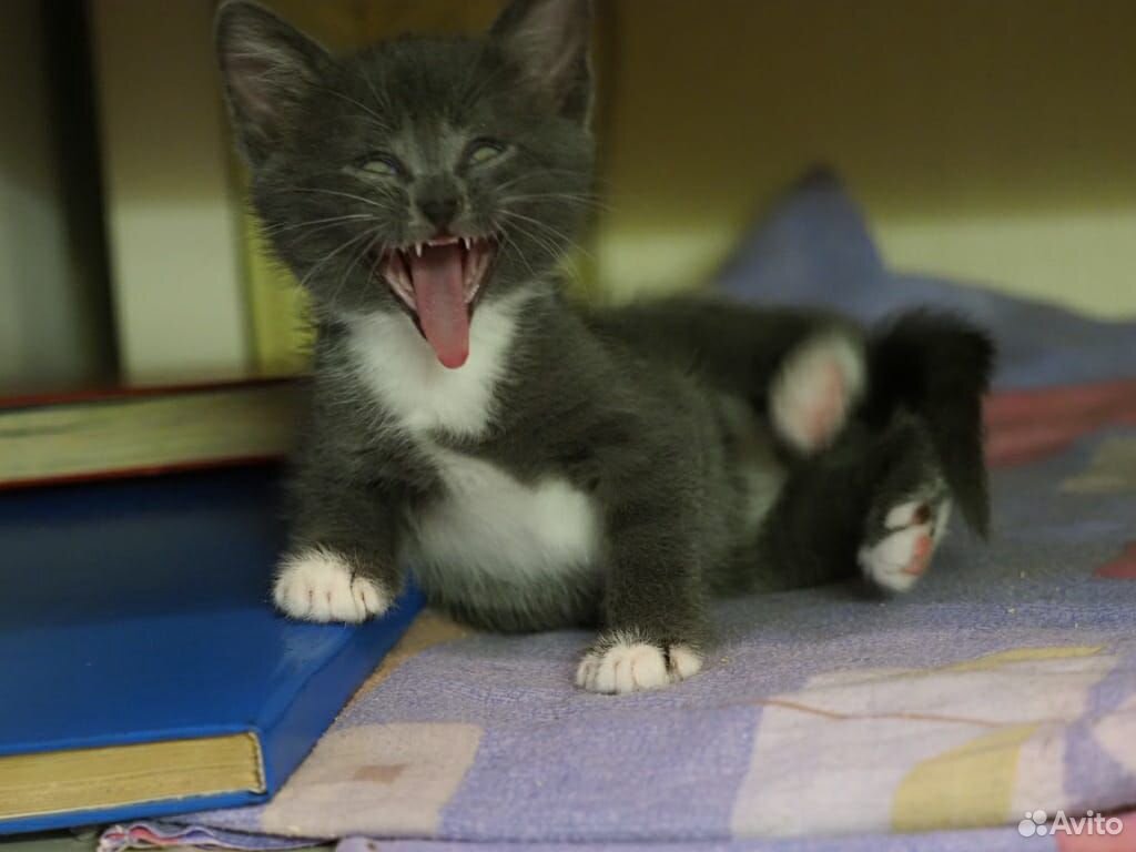 Котенок в дар, девочка 1,5 мес