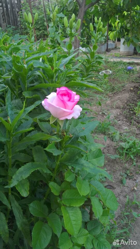 Возьму шпица