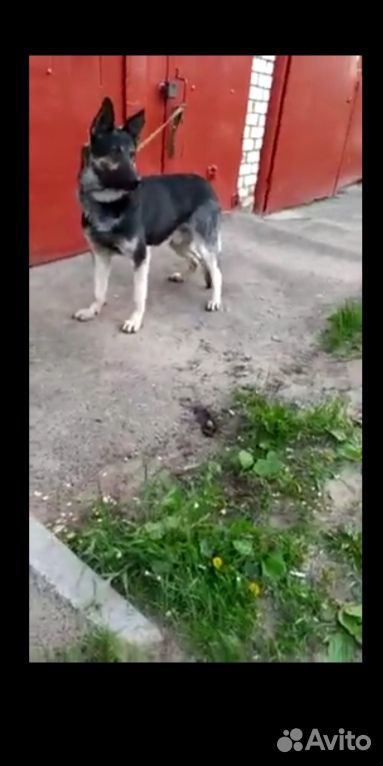 Продаётся кобель вео