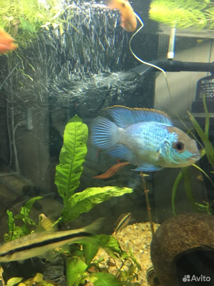 Наннакары блю неон blue neon