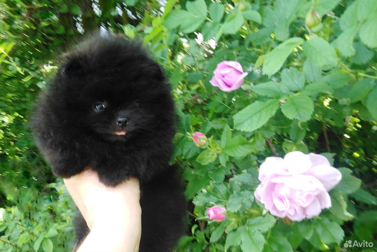 Мини Девочки