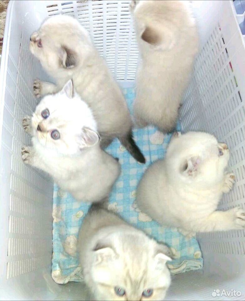 Очаровательные Котята Шотландцы для Любимых