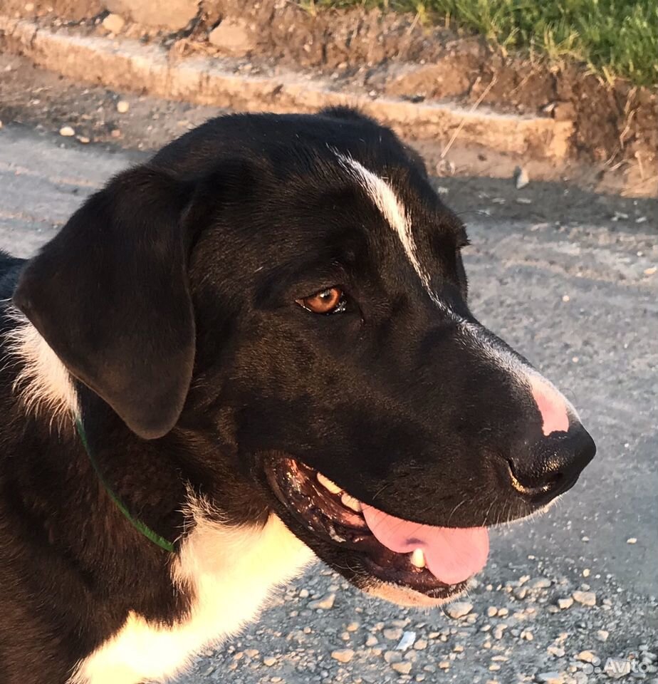 Моника, 8 мес, в добрые руки