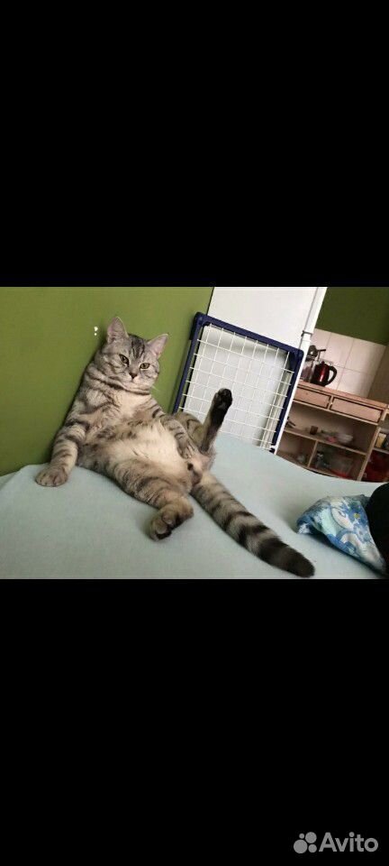 Котятки британцы