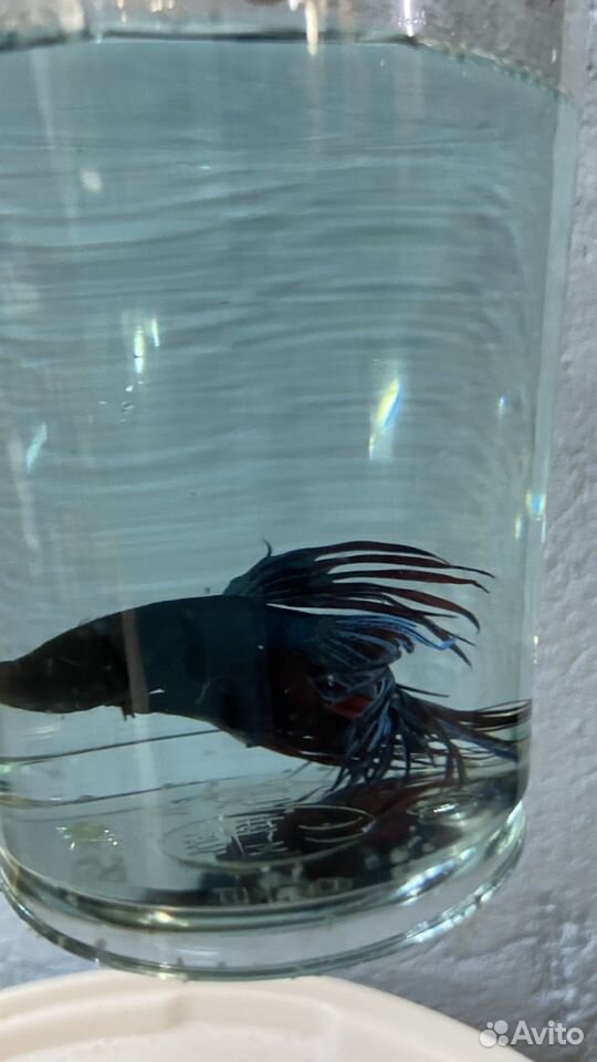 Петушок коронохвостый темный рыцарь