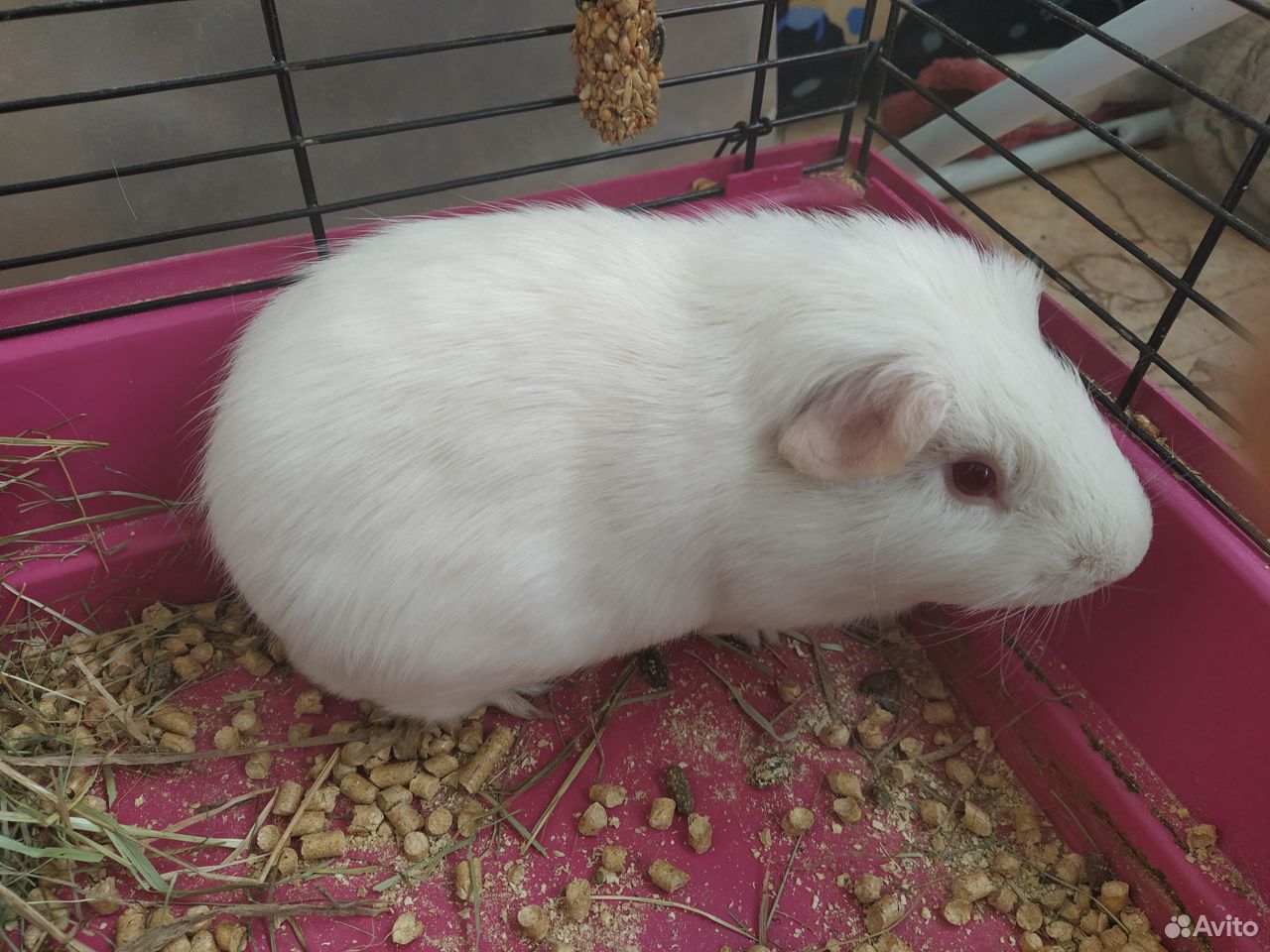 Морская свинка + клетка