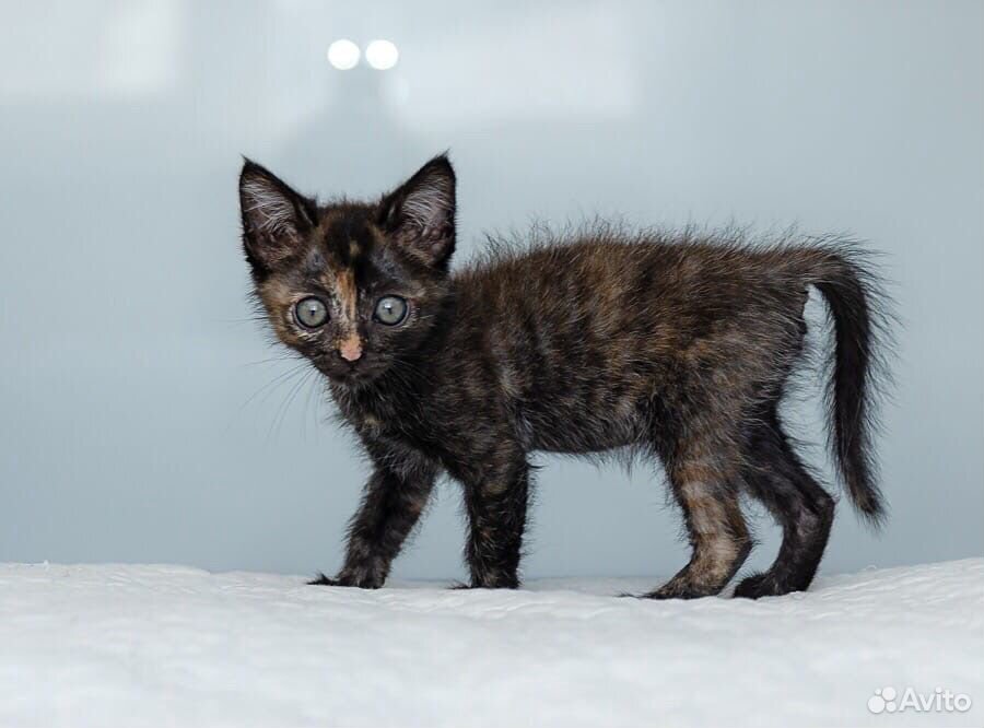 Девочка - Конфетка (1,5 мес) ищет дом