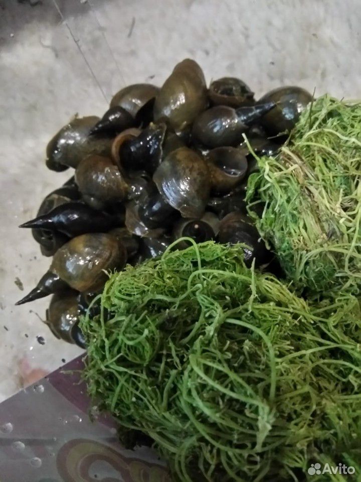 Улитка Прудовик