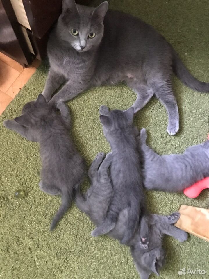 Котята шартрез