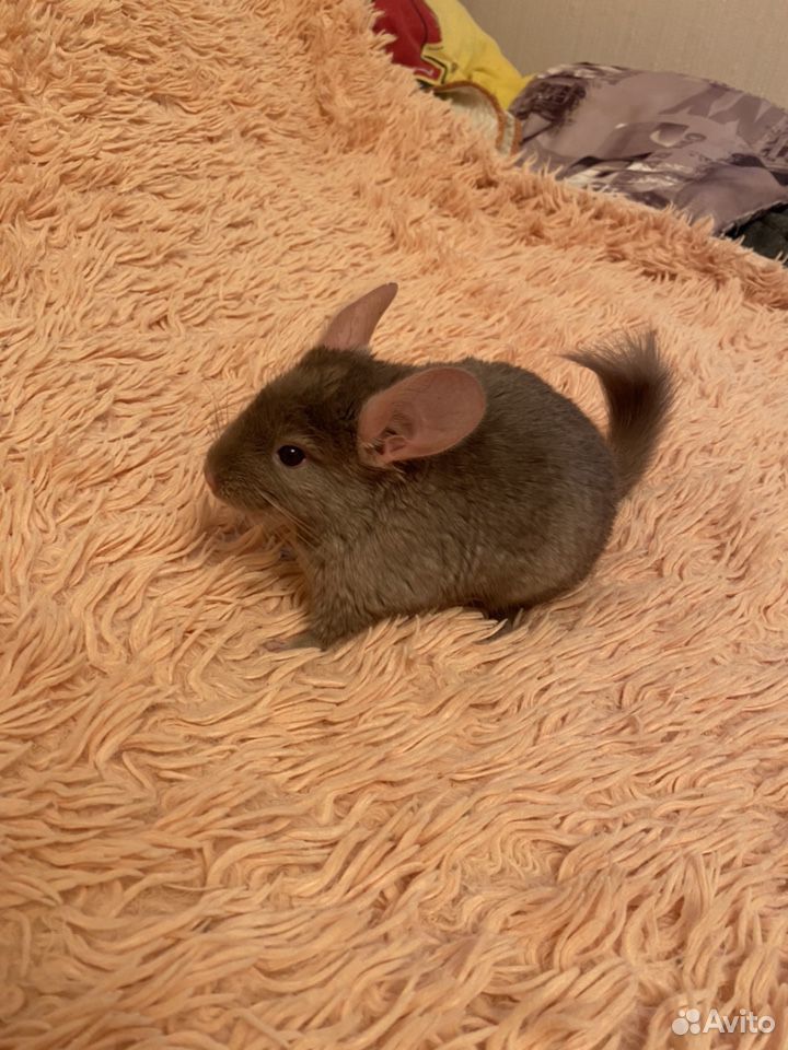 Шиншилла фиолетовый