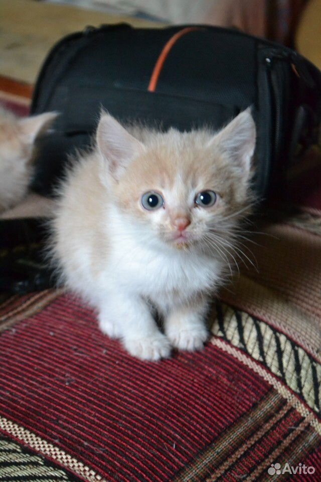 Котята