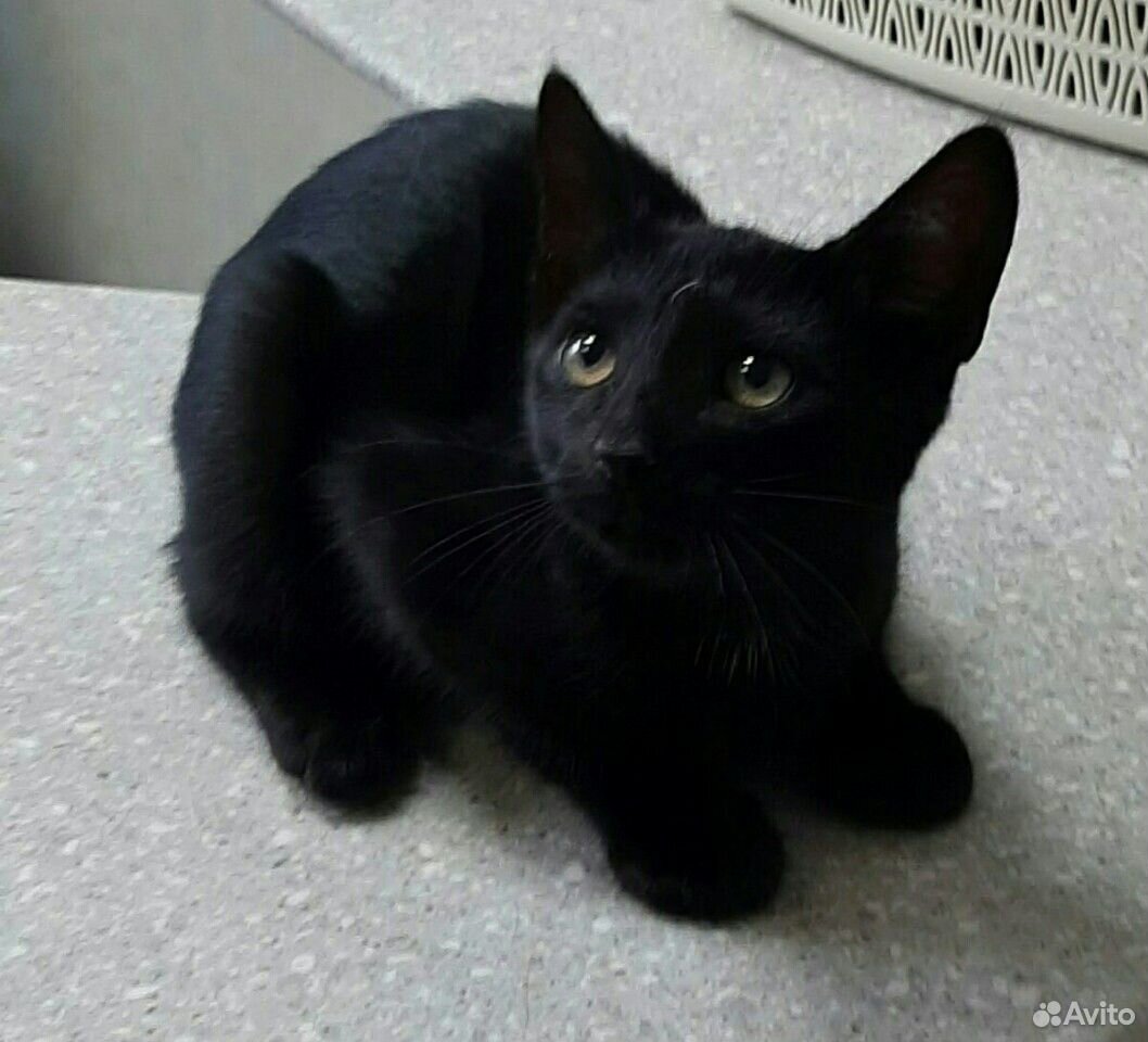 Котенок