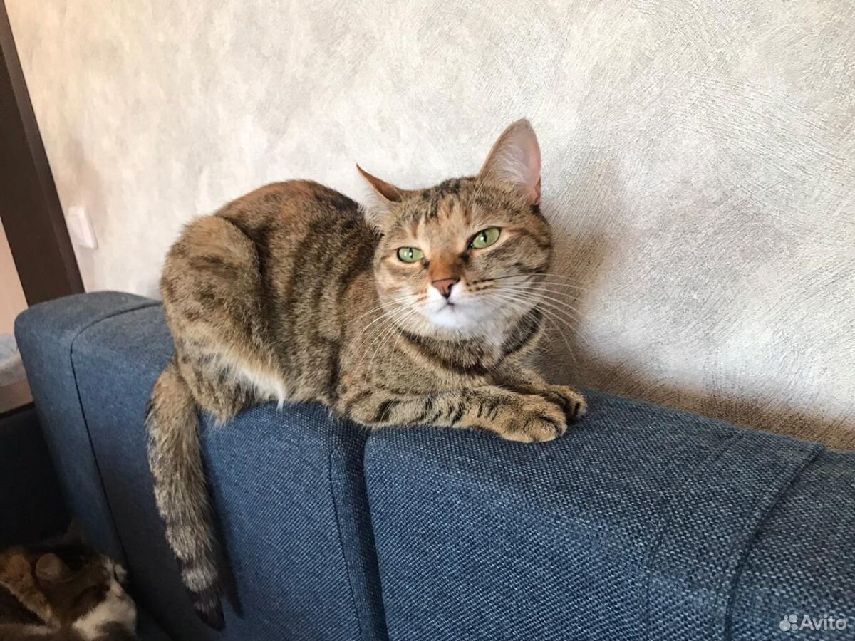 Кошка Персик в добрые руки