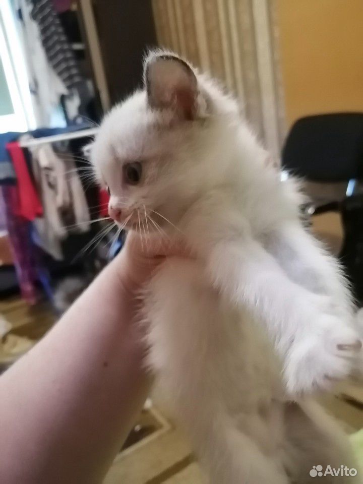 Кошка